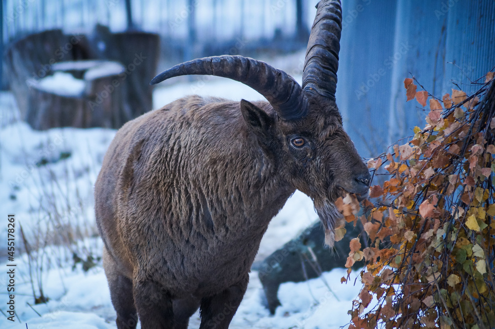 male of a mountain tur with big beautiful horns and thick brown hair in ...
