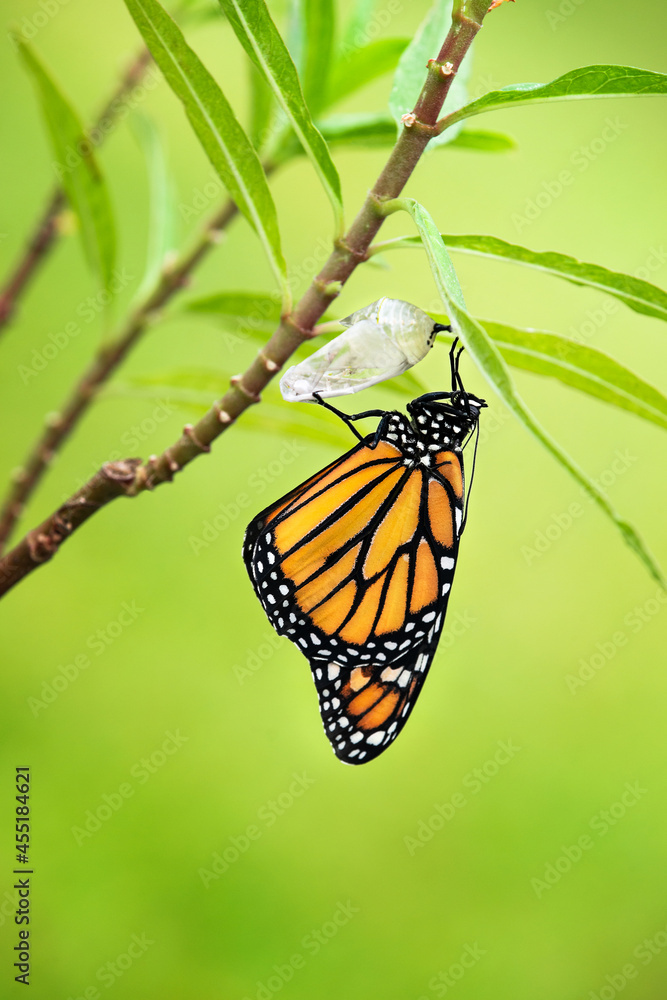 Monarch Butterfly Danaus Plexippus Danaus Plexippus ¦ Monarch