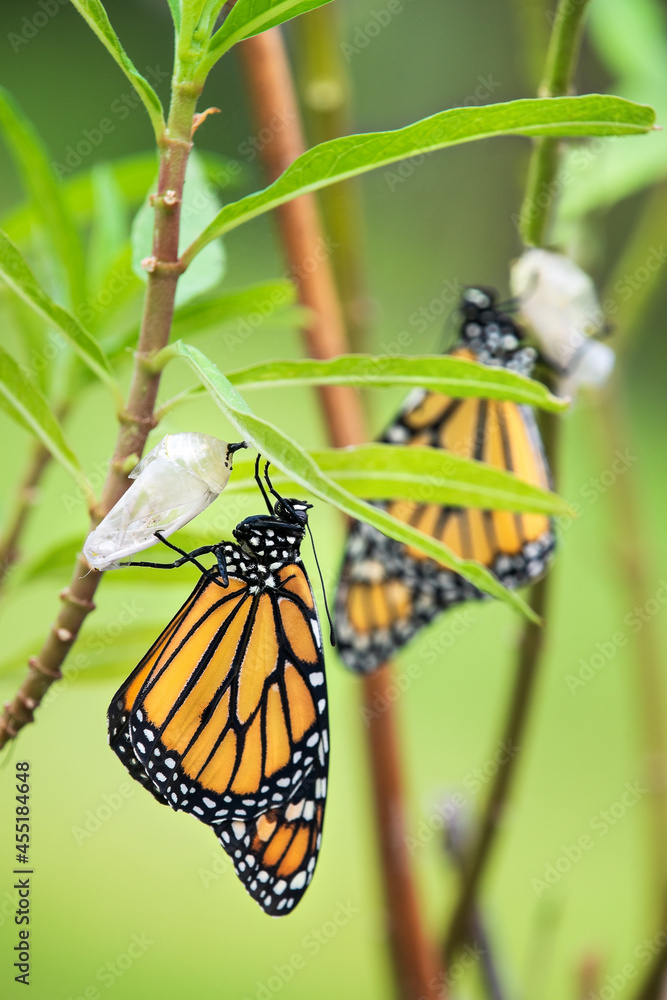 Newly emerged Monarch butterfly (danaus plexippus) and its chrysalis ...