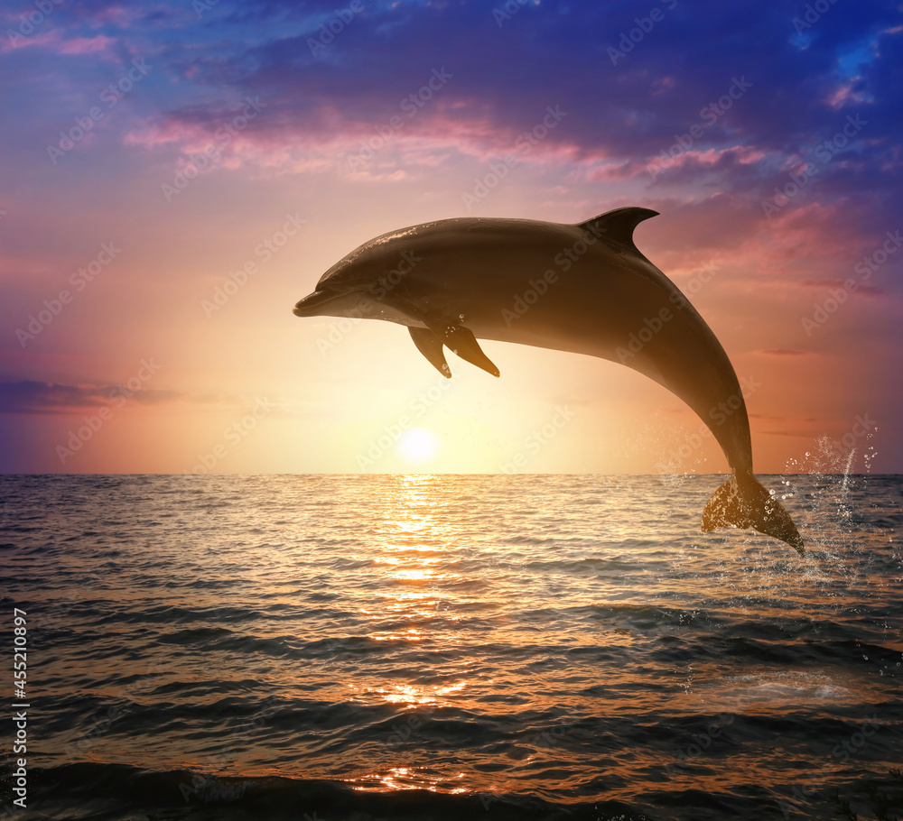 Beautiful bottlenose dolphin jumping out of sea at sunset Stock Photo ...