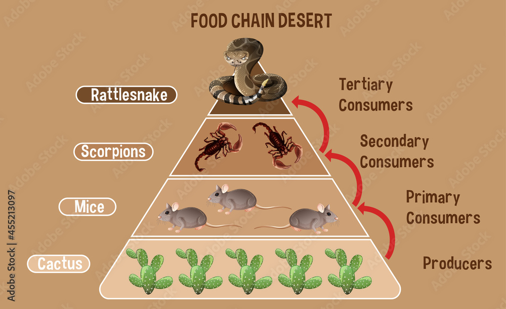 Diagram showing Desert food chain for education vector de Stock | Adobe ...