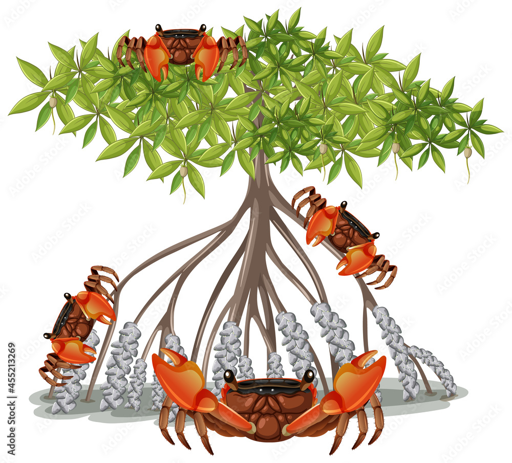 Mangrove Root Crab with Mangrove Tree in cartoon style on white ...