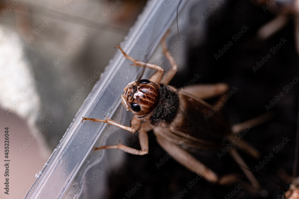 Cuban cricket reproduction, Gryllus assimilis, a species of breeding ...