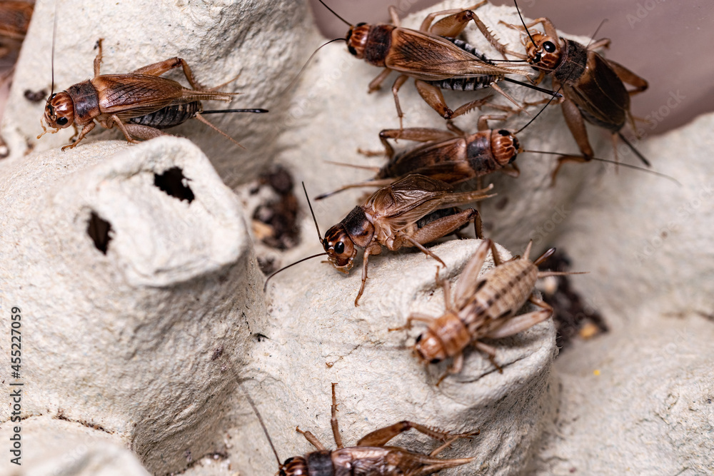 Cuban cricket reproduction, Gryllus assimilis, a species of breeding ...