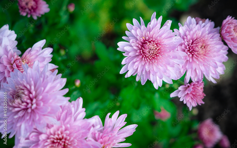 Close up Marguerite Daisy flower, Boston or Paris Daisy, autumn ...