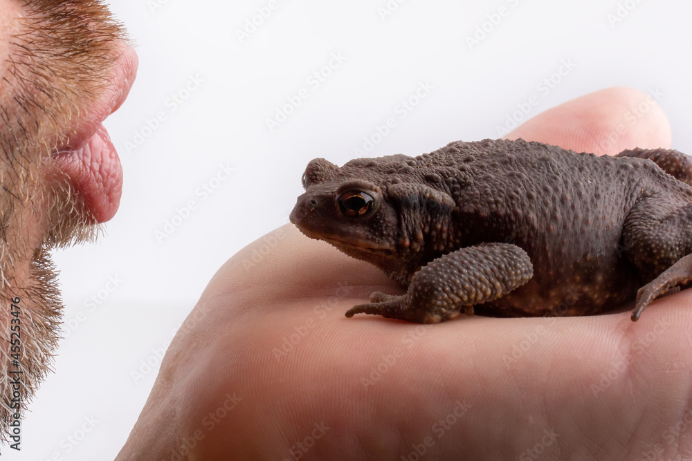 the lips of a man who is going to kiss a big toad sitting on his palm ...