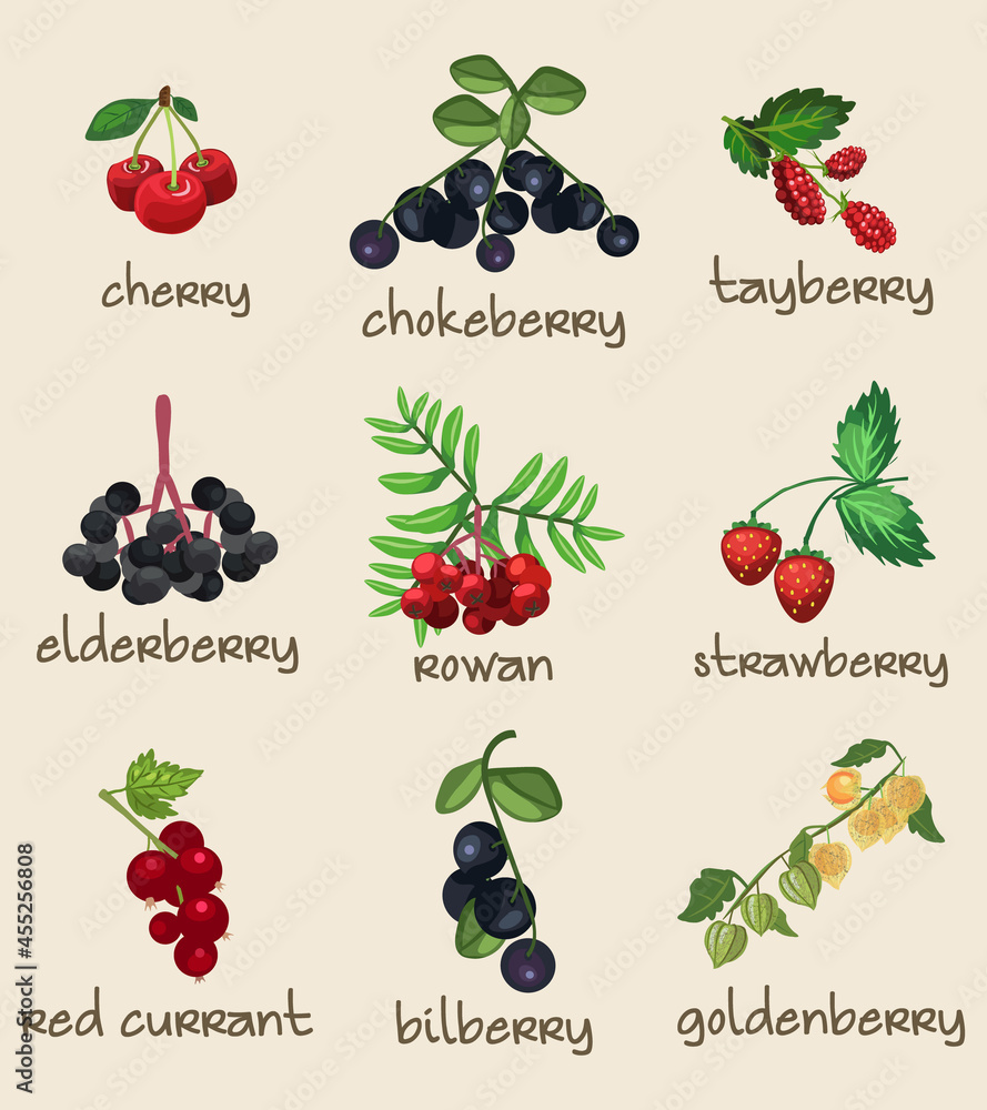 9 Different Botanical Edible Berries, Berry, Fruits. Fully Layered and ...