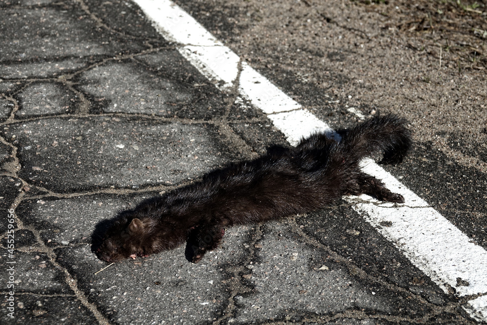 Foto de Mammals as victims of cars on roads. American mink (Mustela ...