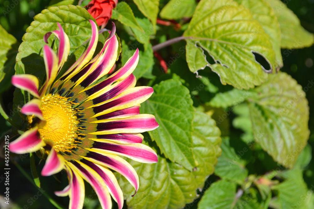 Gazania flower is a perennial plant native to South Africa, the ...