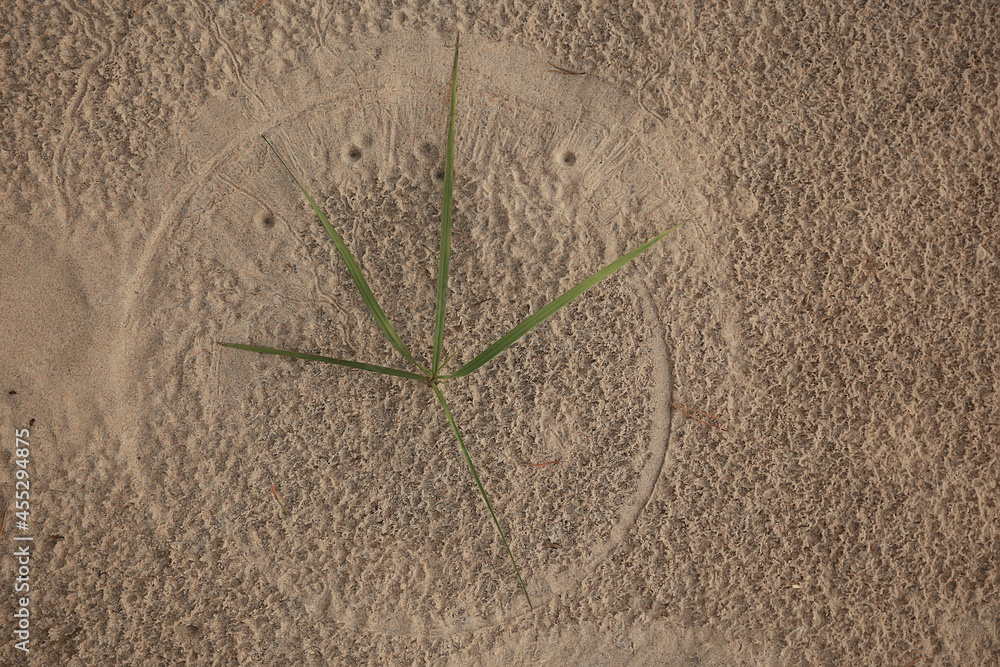 ant lion footprints in the sand insect predator larva hole in the ...