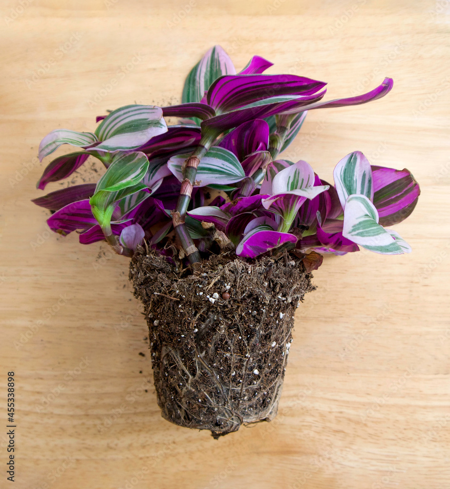 Closeup of houseplant Tradescantia Nanouk with exposed roots out of its ...