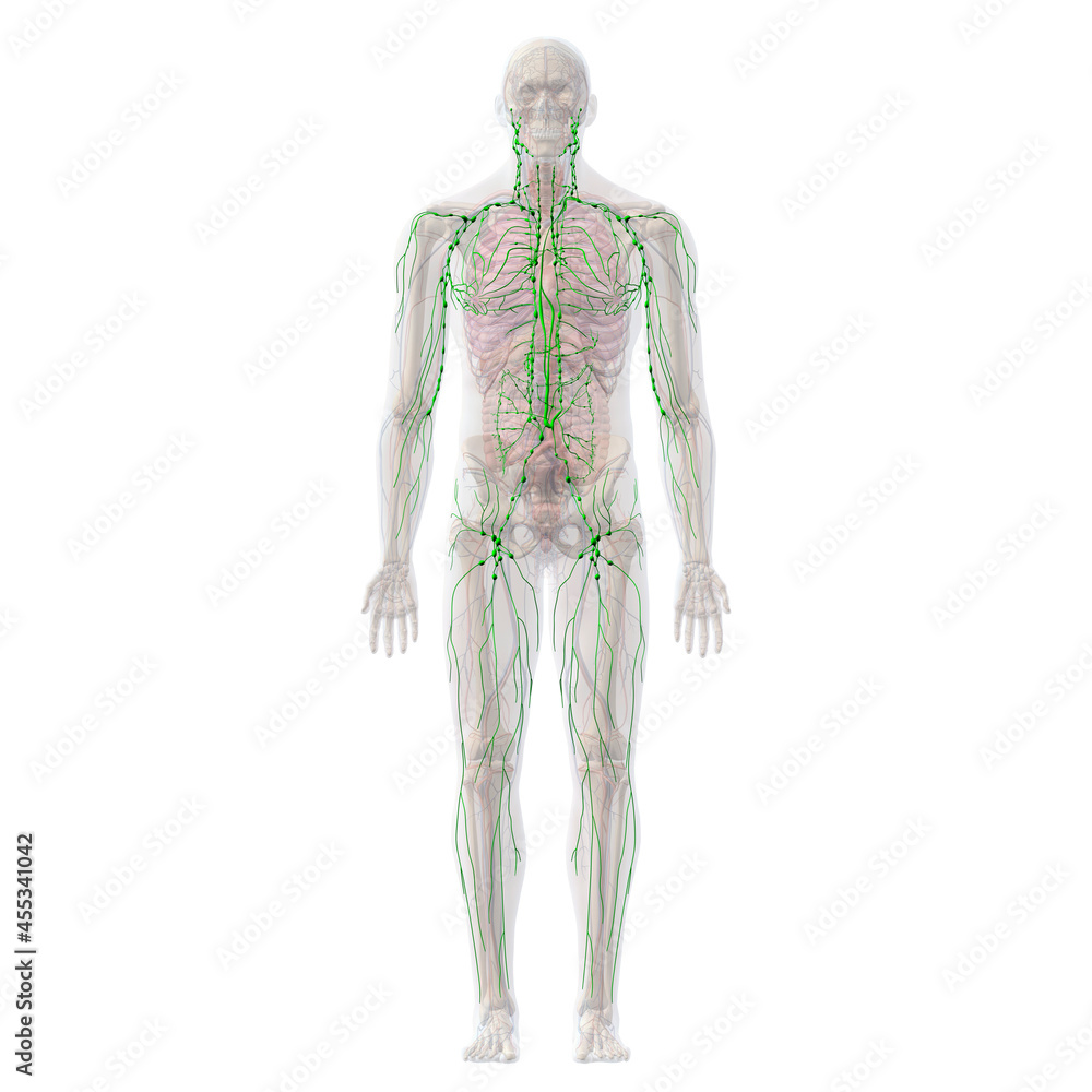 Lymphatic System with Skeletal and Internal Organ Anatomy, Full Body ...