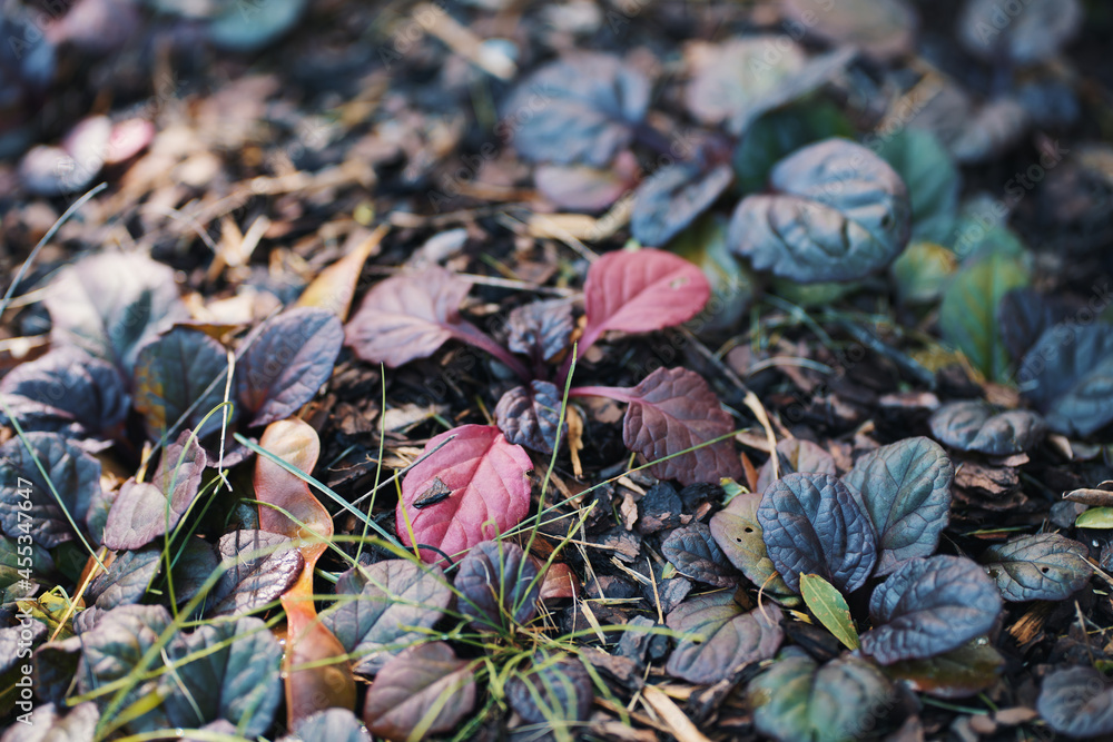 Ajuga reptans (bugle) Catlin's Giant, leaves of young plant Stock Photo ...