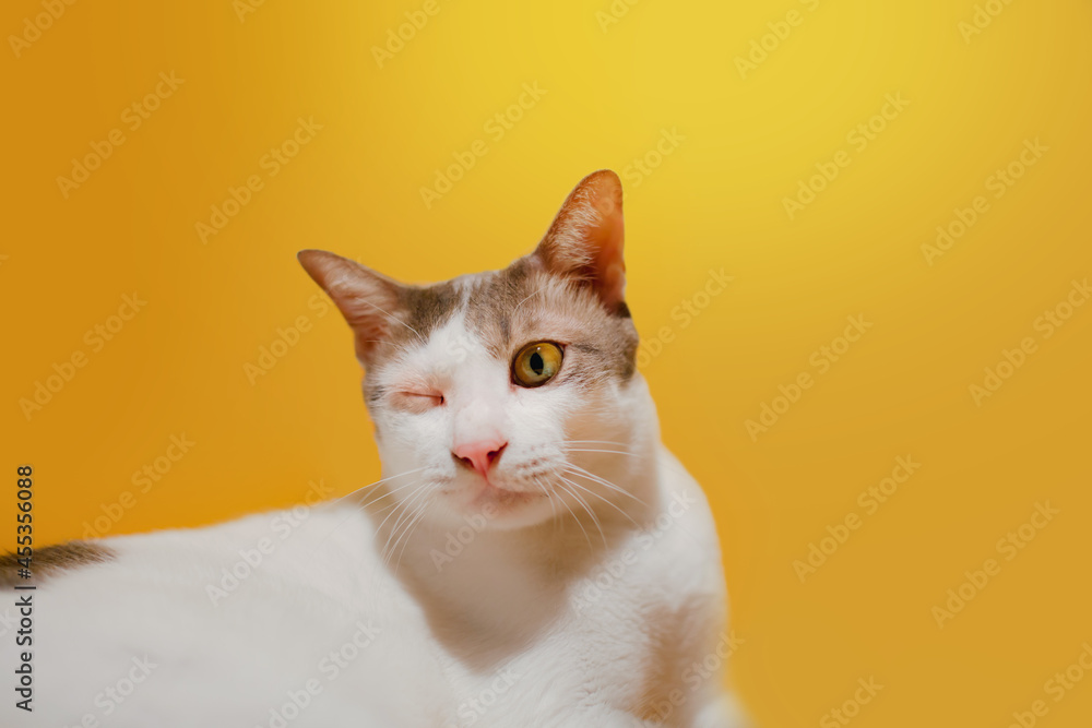 Eye injury, big white cats are keeping one eye closed. a lump around ...