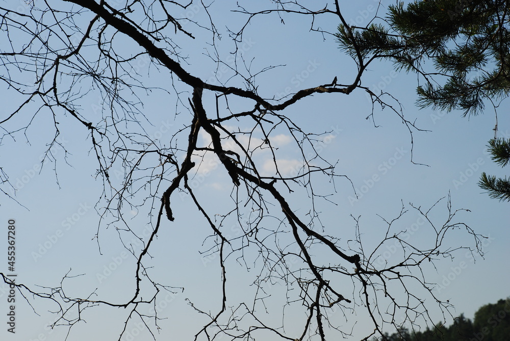 Dried birch branch against the blue sky. A winding dry branch of a tree ...