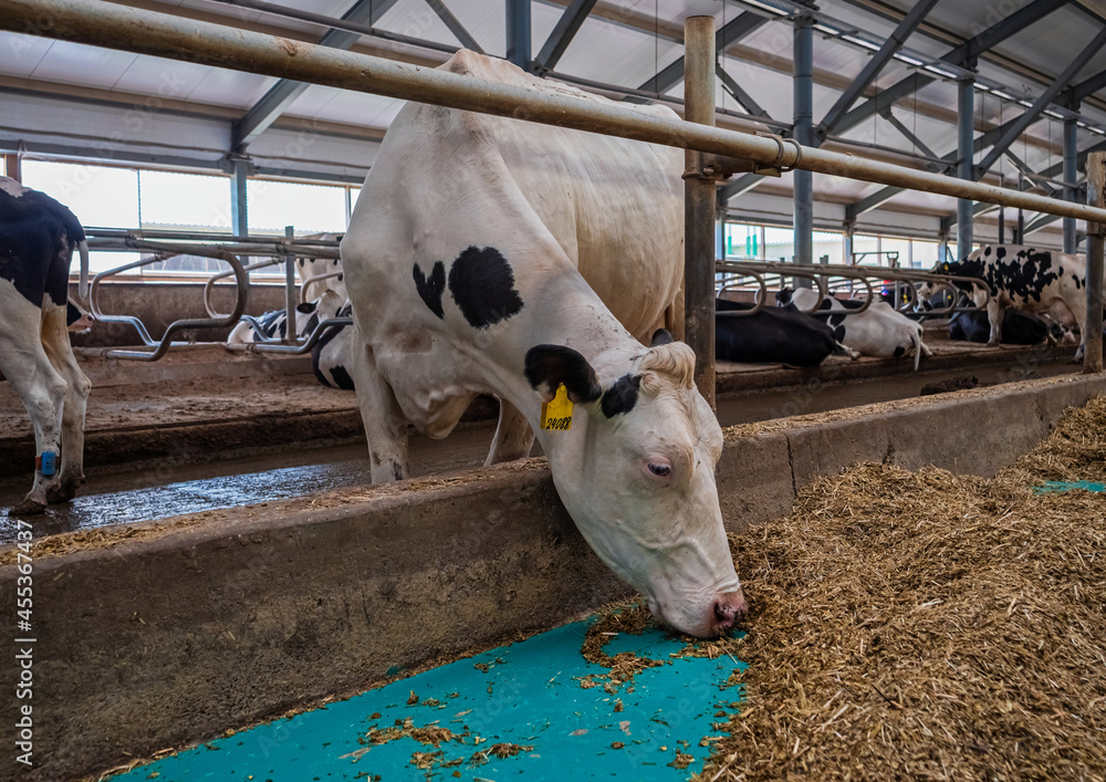 Cow close up. Stalls of a modern barn with cows and rows of special ...