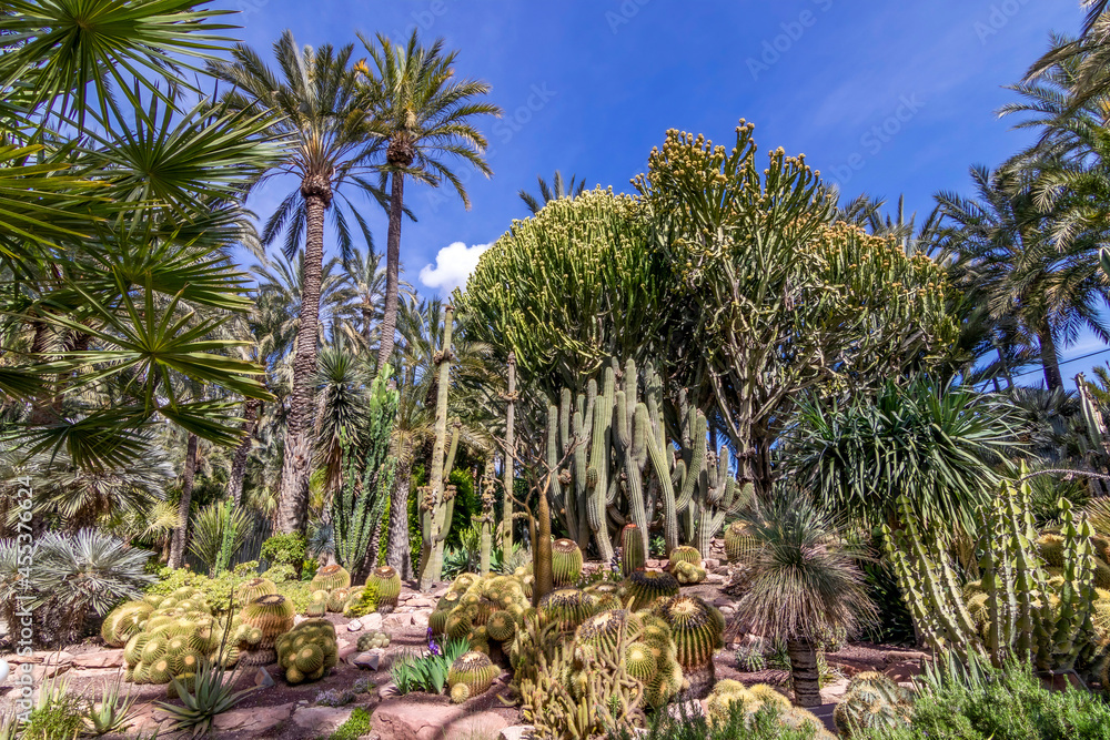 Palmeral of Elche. Botanical garden of the huerto del cura in Elche ...
