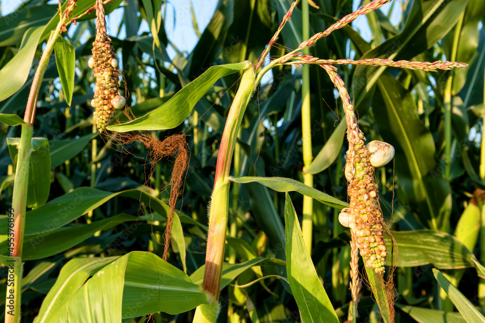 Corncob - Corn plant on the cornfield with Corn smut, Huitlacoche corn ...