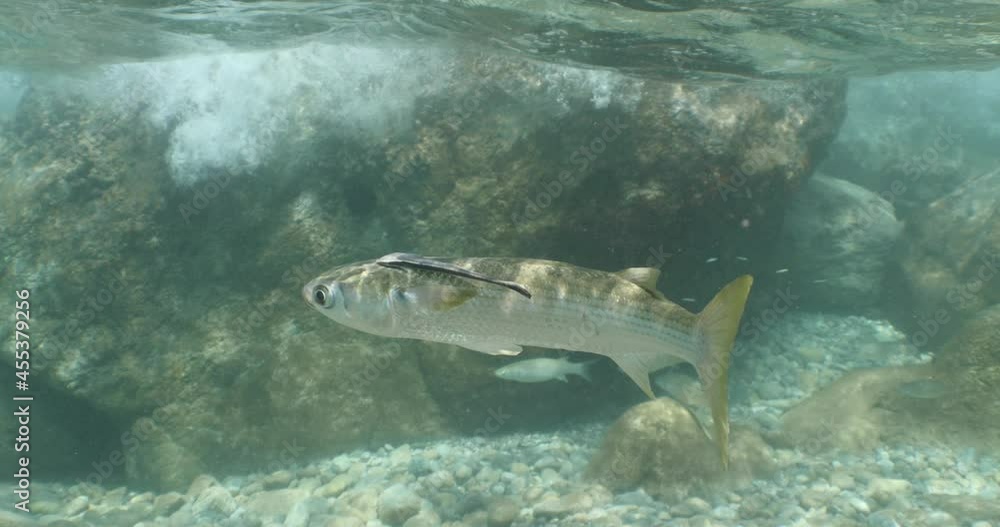 Mugil cephalus Flathead grey mullet dubar underwater fish with a remora ...