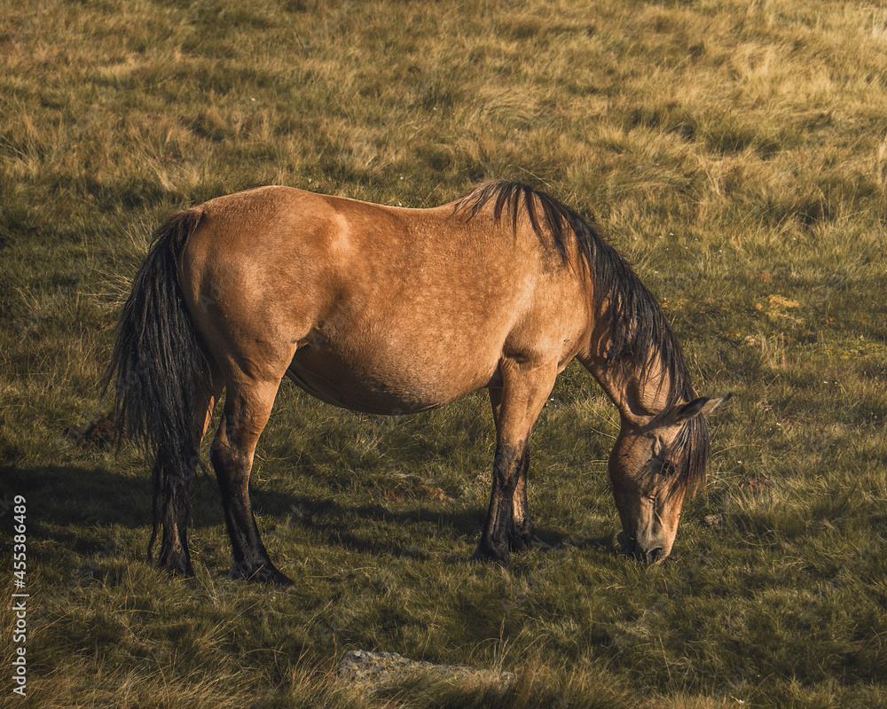 Caballo marrón con pelo negro comiendo hierba, caballo marrón solitario ...