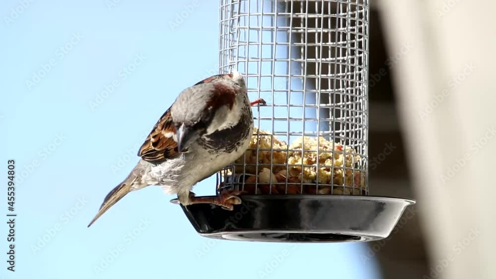 House sparrow in outdoor grabbing food from feeding cage in blurred ...
