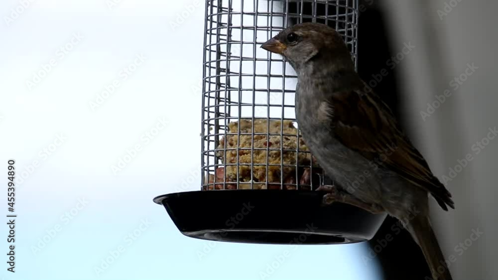 House sparrow in outdoor grabbing food from feeding cage.Closeup of one ...