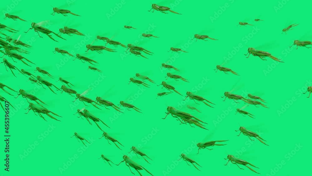 3D animation featuring a swarm of thousands of locusts flying into ...