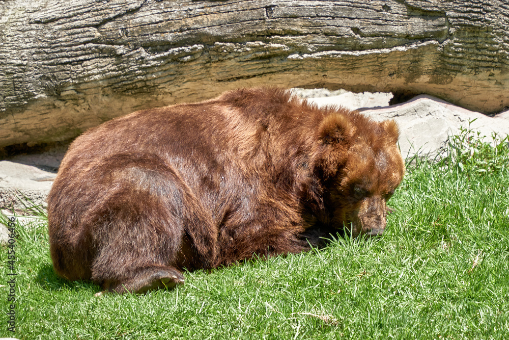 Poster Oso gigante cafe en zoólogico – Wall Art | UkPosters