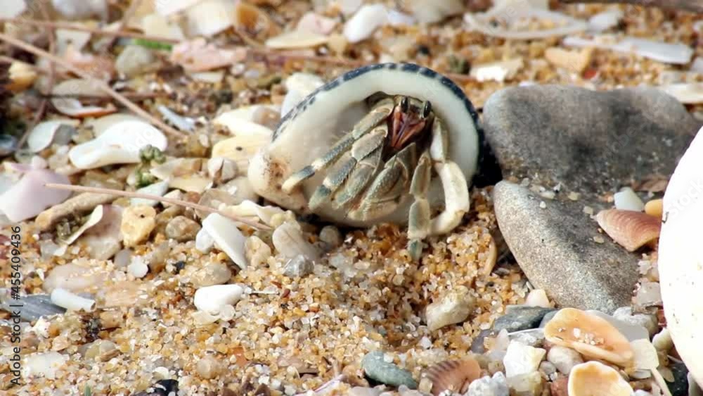 Slowmotion of cute crab carry beautiful shell through marine rocks in ...