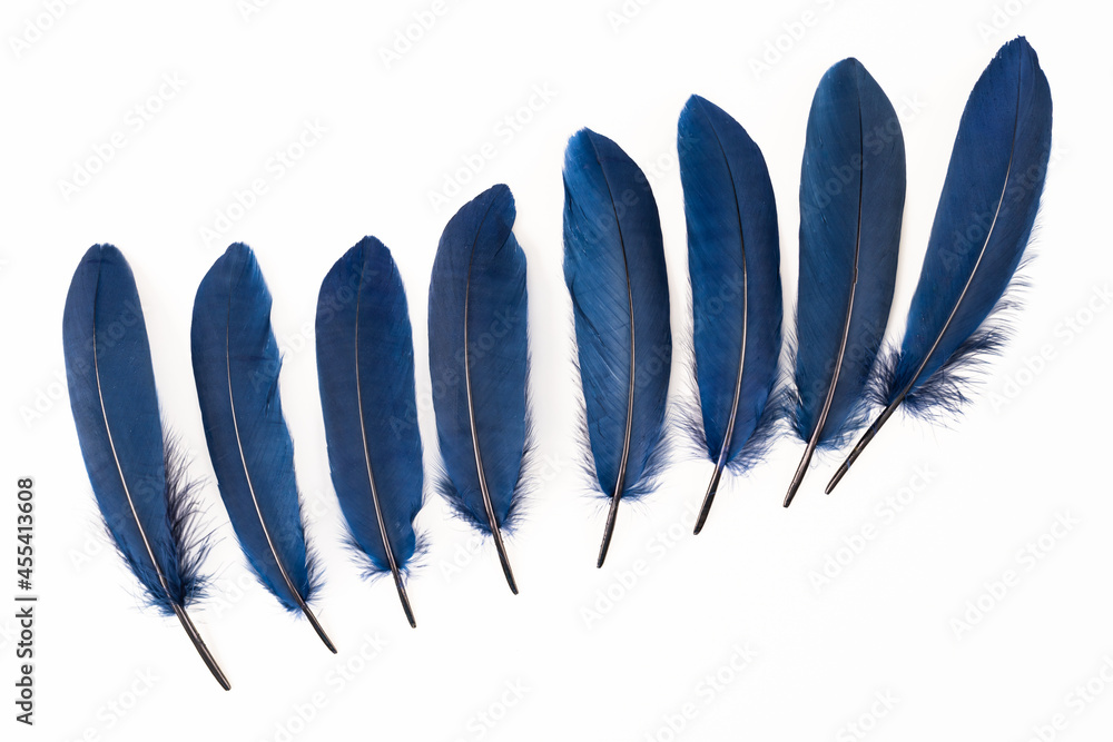 Dark blue feathers on white background Stock Photo | Adobe Stock