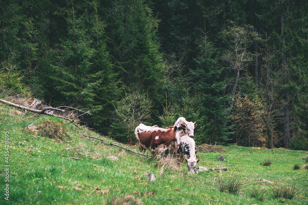 Cattle mating on the pasture. Multi-colored cows mate. Stock Photo ...
