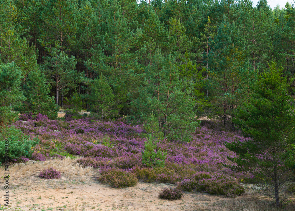 Wonderful place with unique nature with rare plants. Continental dune ...