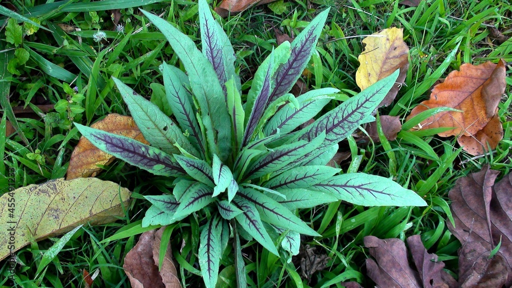 planta almeirão roxo - lactuca indica Stock Photo | Adobe Stock