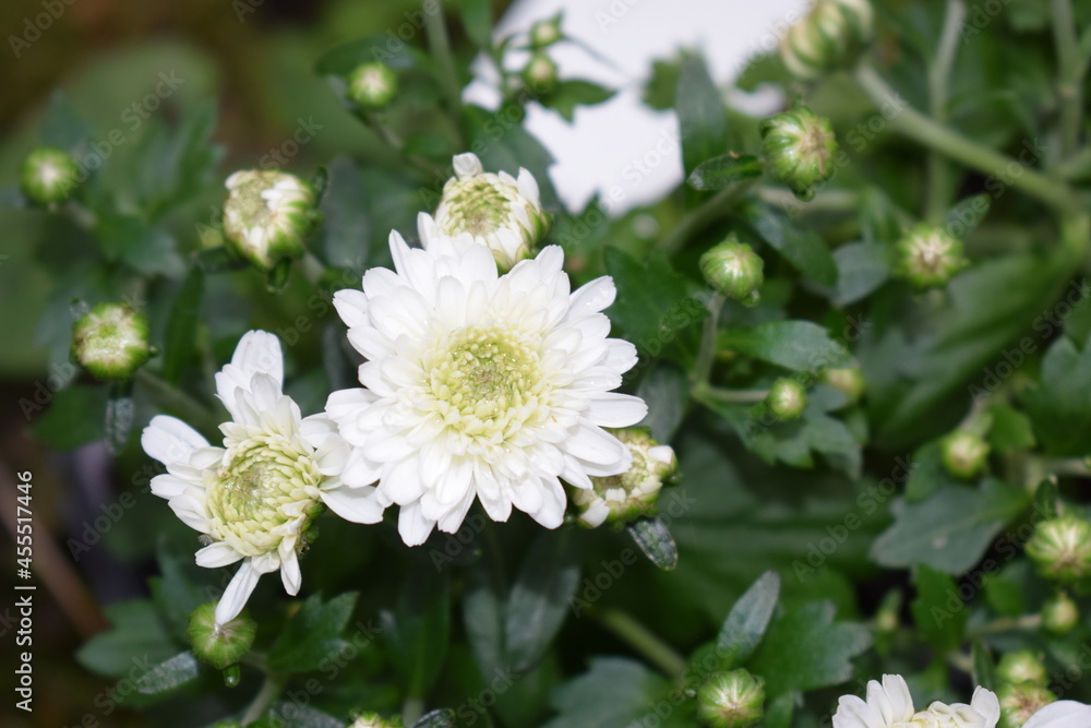 Chrysanthmen Stock Photo | Adobe Stock