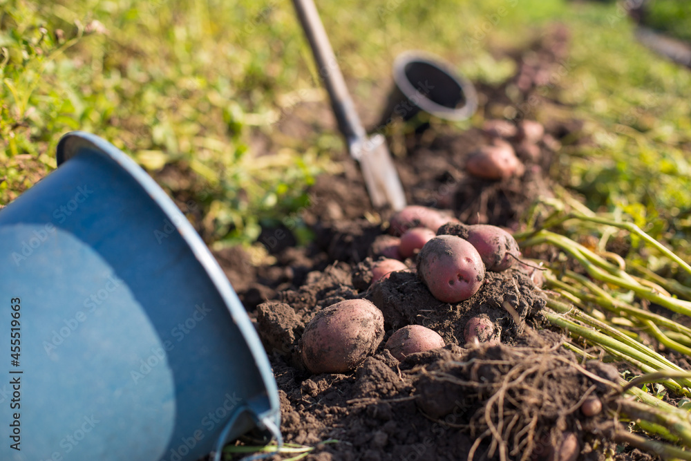 Good crop of poatato. Harvesting potato. Diging potato with shovel ...