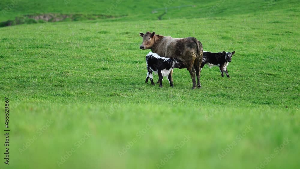 Stud beef cows and bulls grazing on green grass in Australia, breeds ...