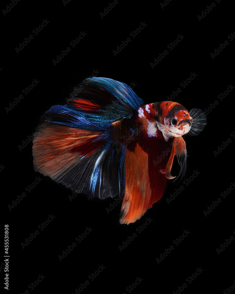A betta fish is a small, freshwater fish that is brightly colored has ...