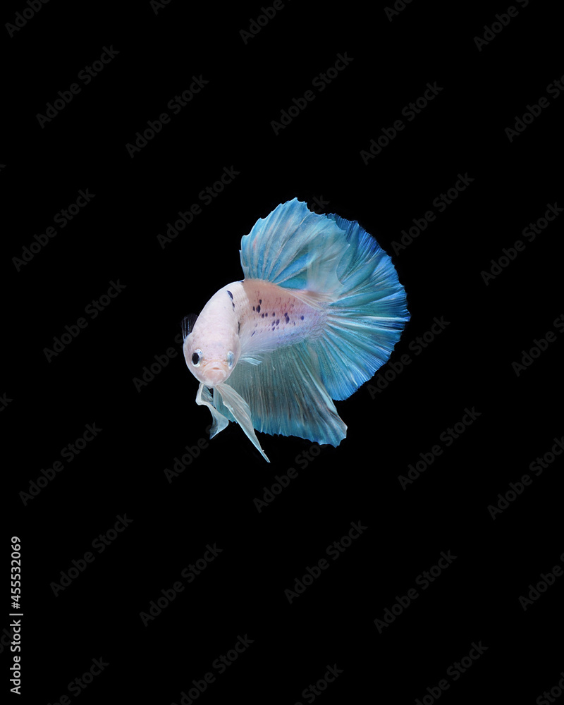 Fotka „A betta fish is a small, freshwater fish that is brightly ...