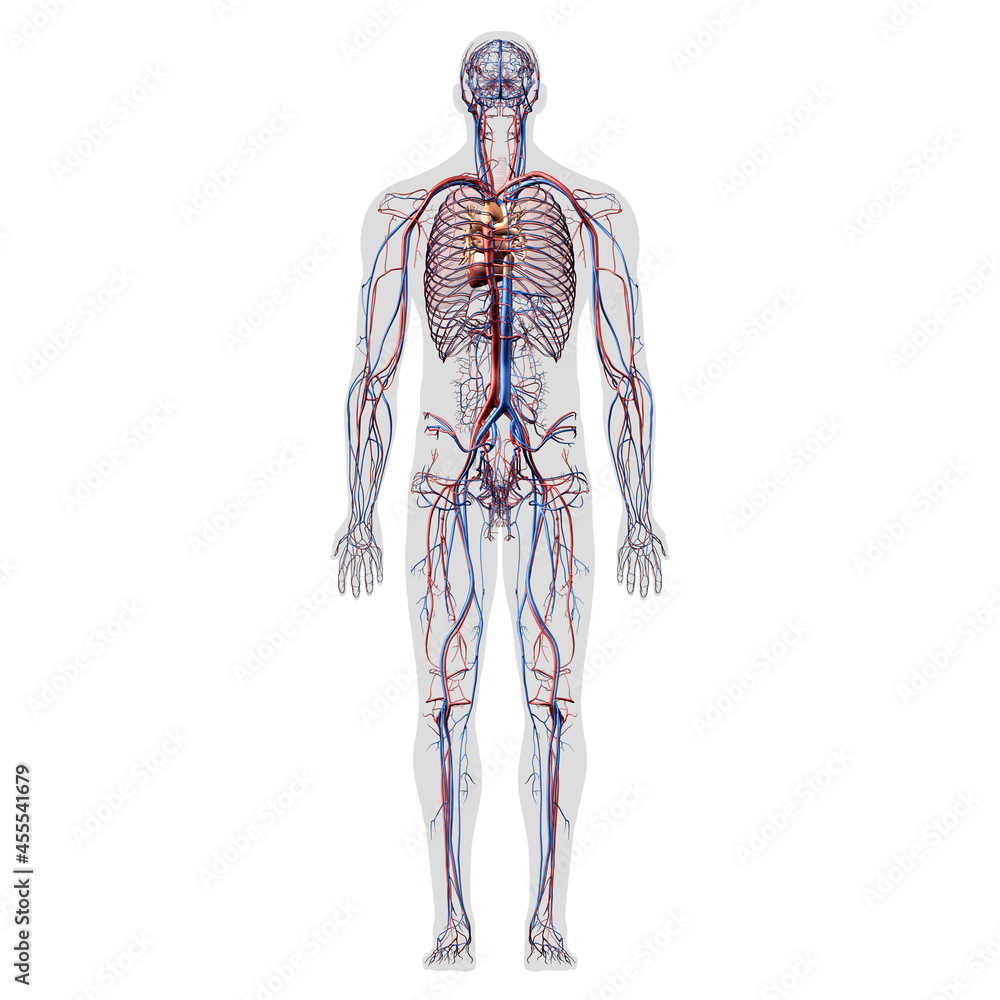 Circulatory System Full Body Anatomy Rear View on White Background ...