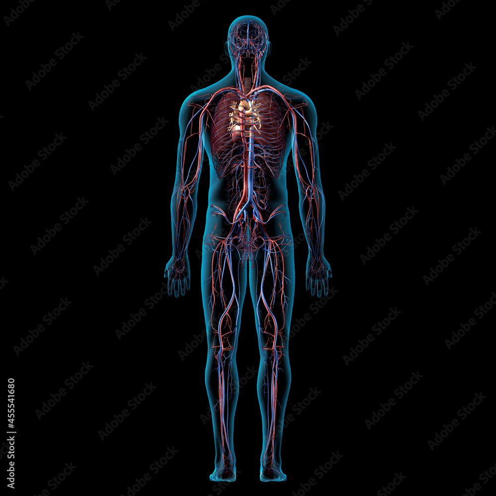 Circulatory System Full Body Anatomy Rear View on Black Background ...