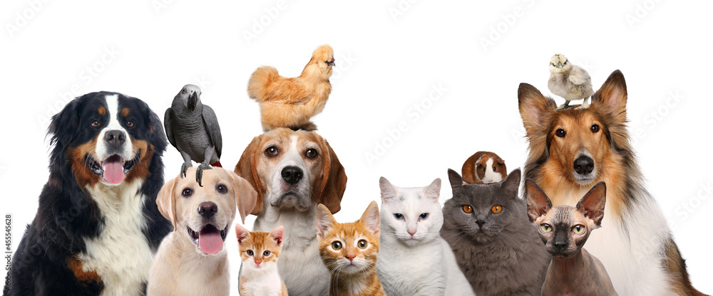 Animals in front of a white background Stock Photo | Adobe Stock
