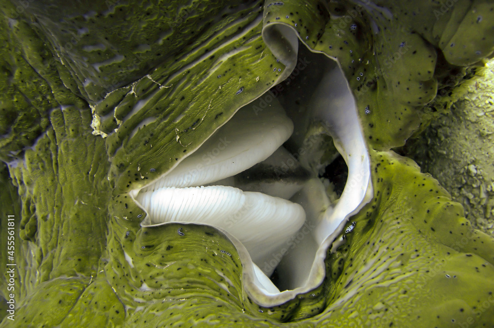 Giant Clam in the filipino sea December 16, 2010 Stock Photo | Adobe Stock