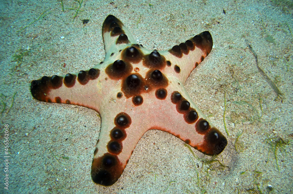 Honeycomb Seastar (Pentaceraster Alveolatus) in the filipino sea ...