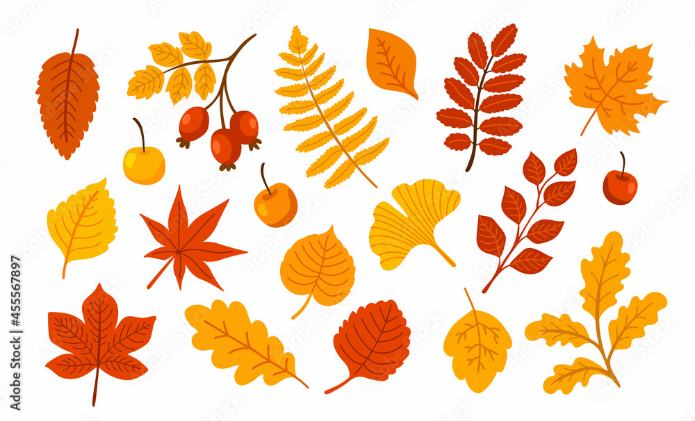 Fallen leaves clipart. Oak, maple, ash, aspen, rose hip, gingko leaf ...