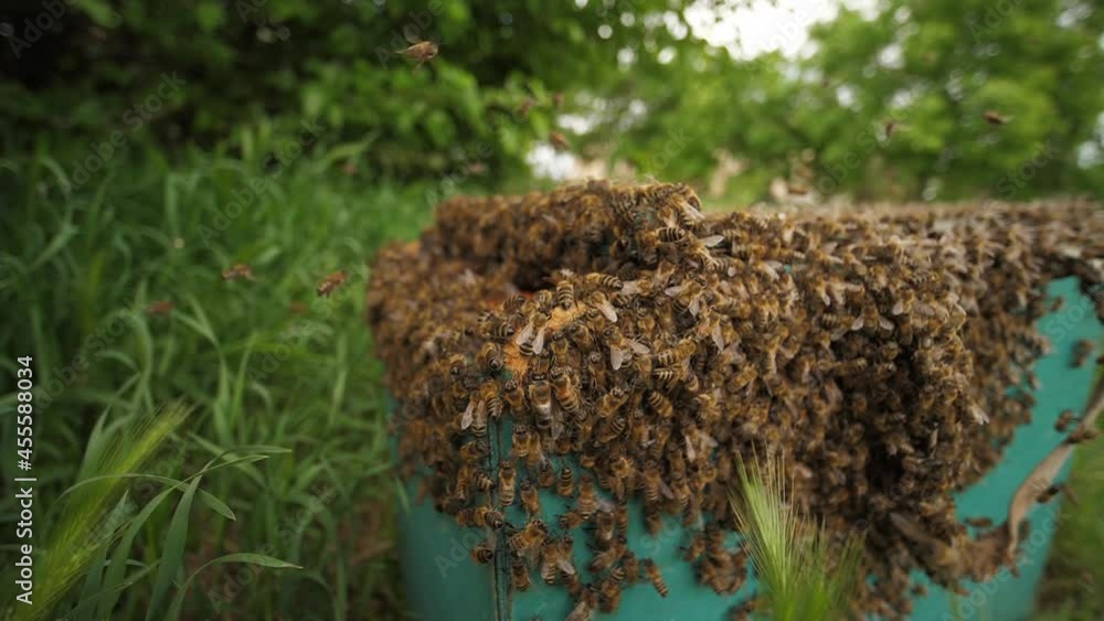 Swarm of honey bees carrying pollen and flying around the board of hive ...