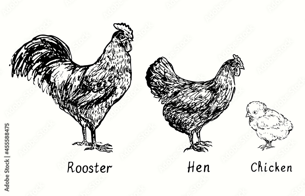 Rooster,hen and chicken side view. Ink black and white doodle drawing ...