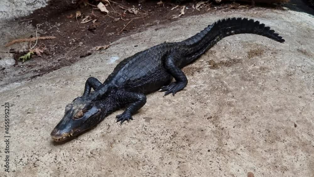 Cuvier's dwarf caiman - Paleosuchus palpebrosus - is a small ...
