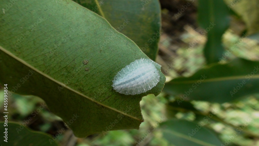 inseto lagarta mariposa – acraga coa Stock Photo | Adobe Stock
