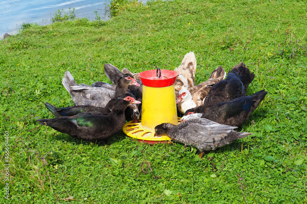 Flock of Muscovy ducks eating from a feeder on the shore of a pond ...