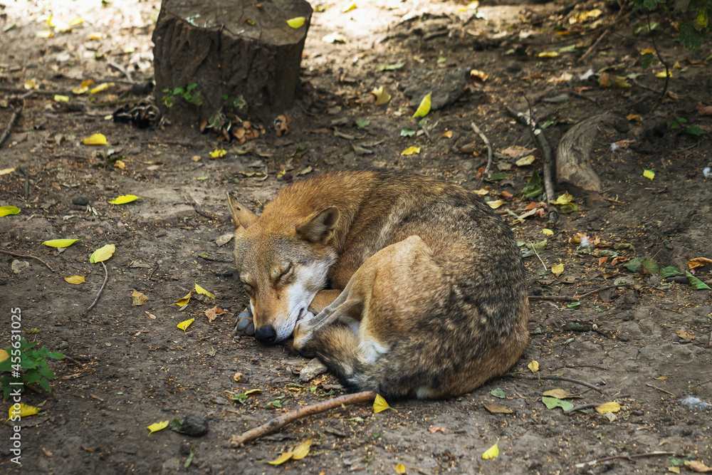 Wolf sleeping on the ground in the forest Stock Photo | Adobe Stock